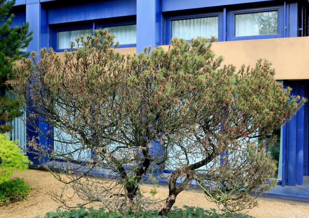 Rotband- und Braunfleckenkrankheit